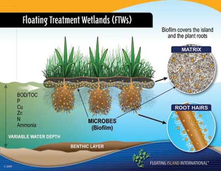 Floating Wetlands help boost nitrogen removal in lagoons | WaterWorld