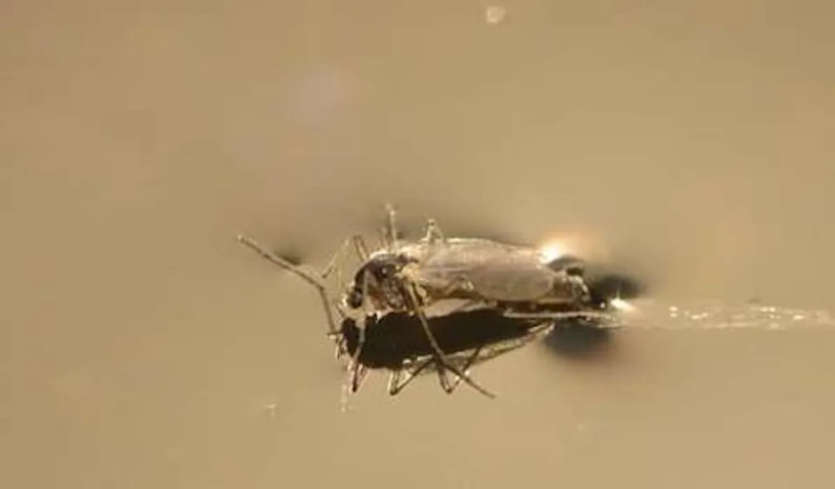 Researchers study midge fly infestation in Ohio wastewater treatment ...