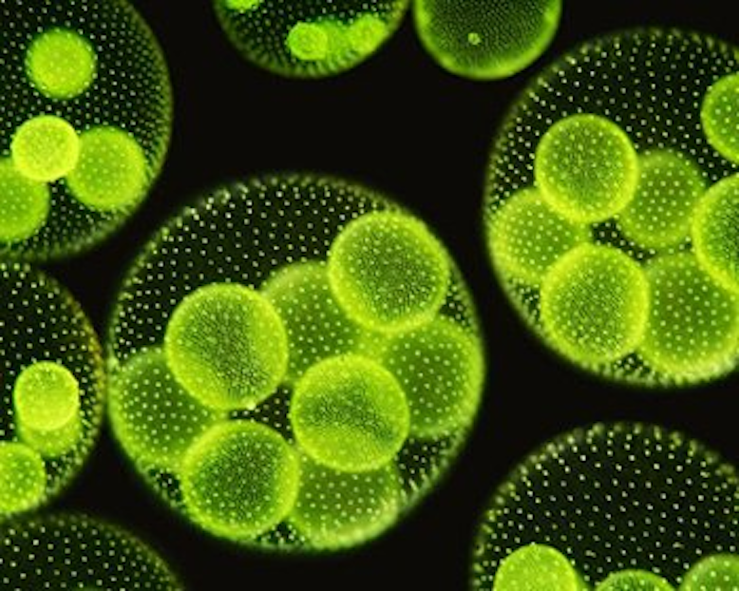 Aqua Enviro Collaborates With I Phyc To Investigate Microalgae Reuse Waterworld 4687