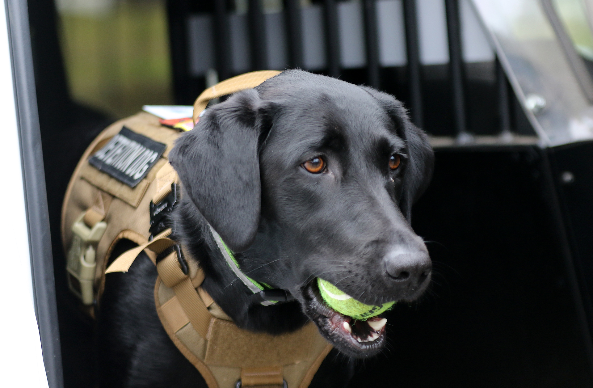 Vessel the leak detection dog | WaterWorld