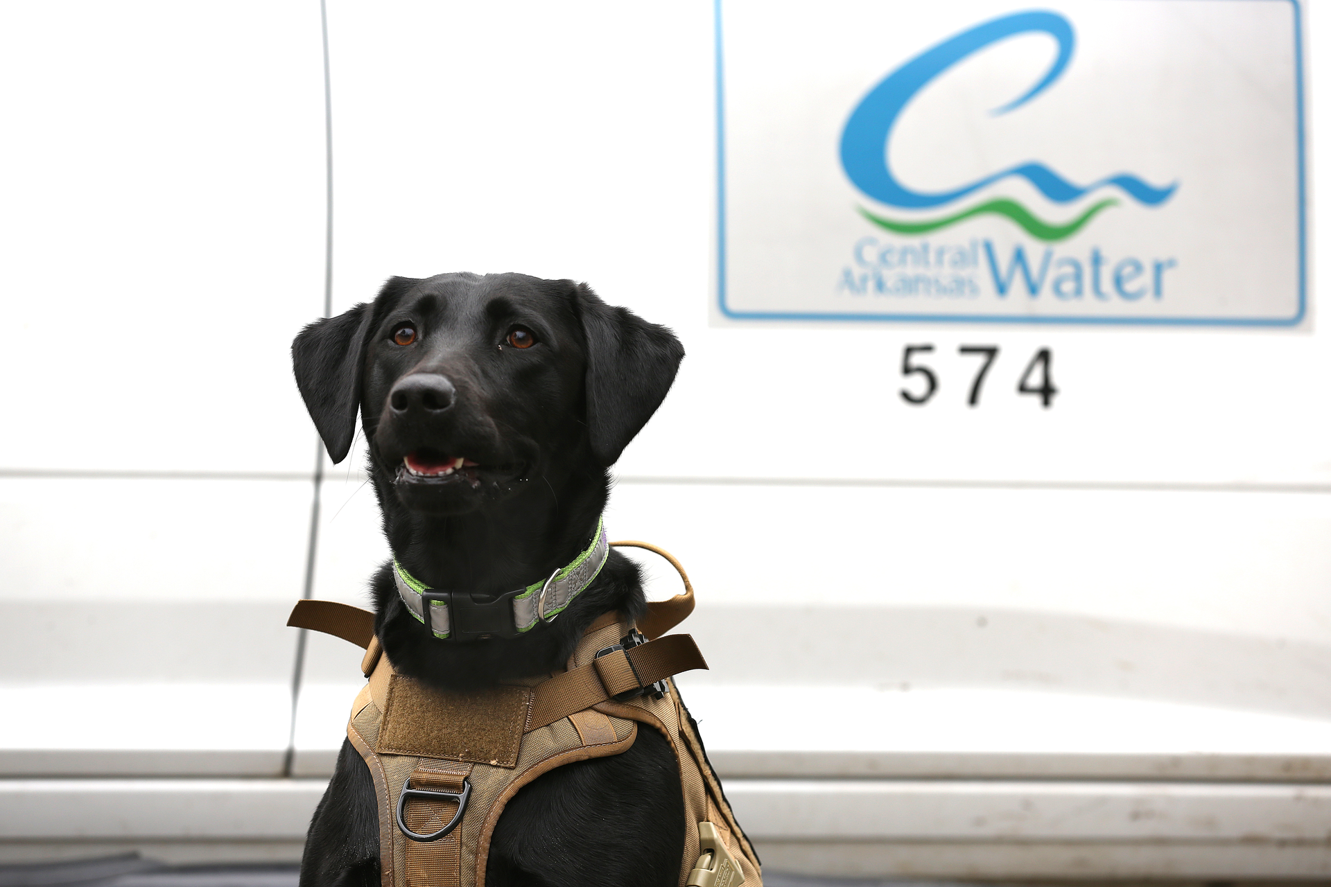 Vessel the leak detection dog | WaterWorld