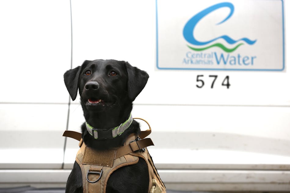 Vessel the leak detection dog | WaterWorld